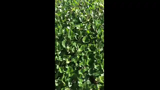Стандарт поставки видео №1 Сирень мейера Палибин