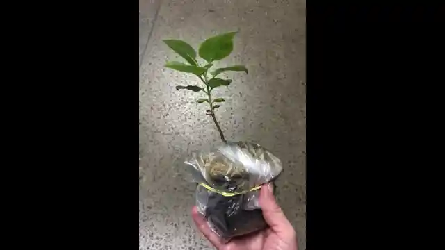 Стандарт поставки видео №1 Сирень обыкновенная Ладога