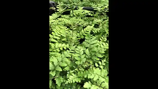 Стандарт поставки видео №1 Кочедыжник ушковый Оканум