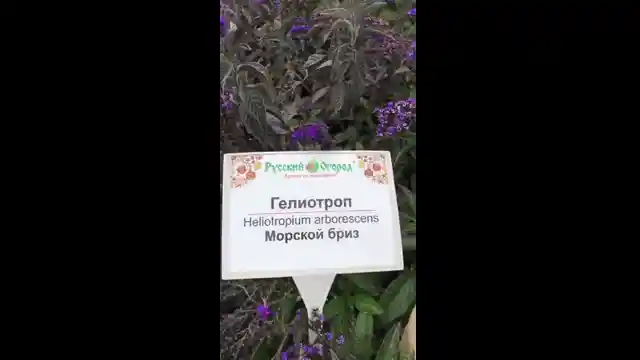 Стандарт поставки видео №1 Гелиотроп Морской бриз
