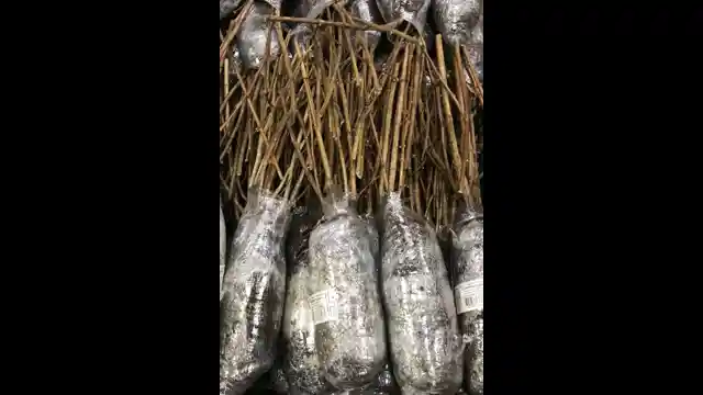 Стандарт поставки видео №1 Чубушник виргинский Шнеештурм