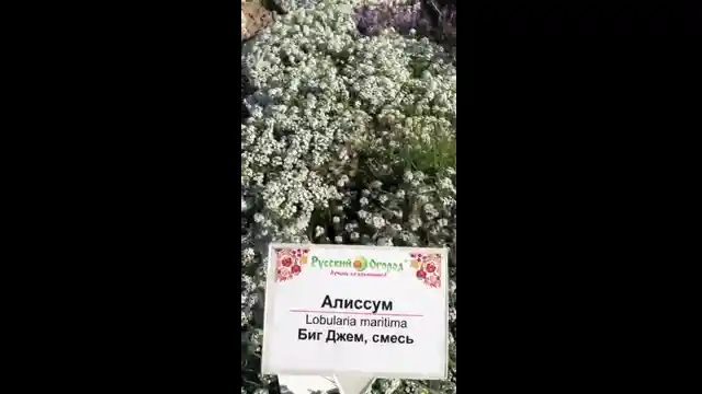 Стандарт поставки видео №2 Алиссум Биг Джем, смесь