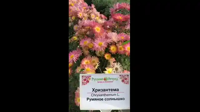Стандарт поставки видео №1 Хризантема Румяное солнышко