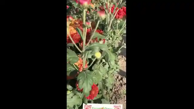 Стандарт поставки видео №1 Хризантема Майола
