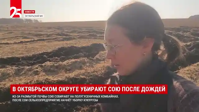 В Октябрьском округе убирают сою после дождей