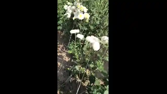 Стандарт поставки видео №1 Хризантема Чистые пруды