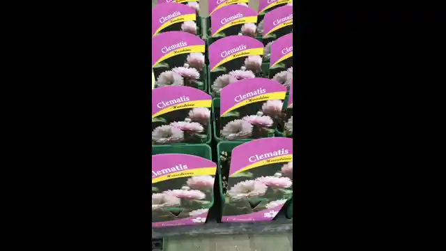 Стандарт поставки видео №1 Клематис Блу Эксплоужен