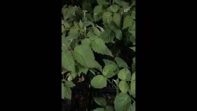 Стандарт поставки видео №1 Малина Пшехиба