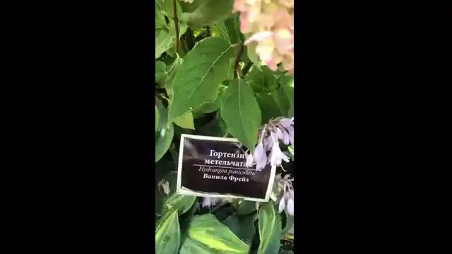 Стандарт поставки видео №1 Гортензия метельчатая Ванилла Фрейз (горшок 0,8л)