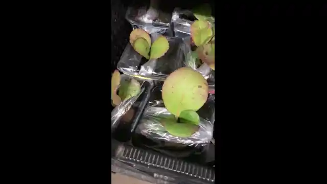 Стандарт поставки видео №1 Бадан Сакура