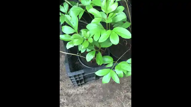 Стандарт поставки видео №1 Пион травянистый Ред Суприм