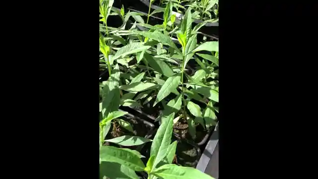 Стандарт поставки видео №1 Флокс метельчатый Юник Салмон