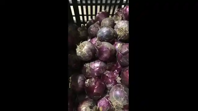 Стандарт поставки видео №1 Гиацинт Блу Перл