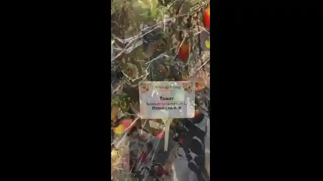Стандарт поставки видео №1 Томат Перцевидный "Кольчуга NEW"