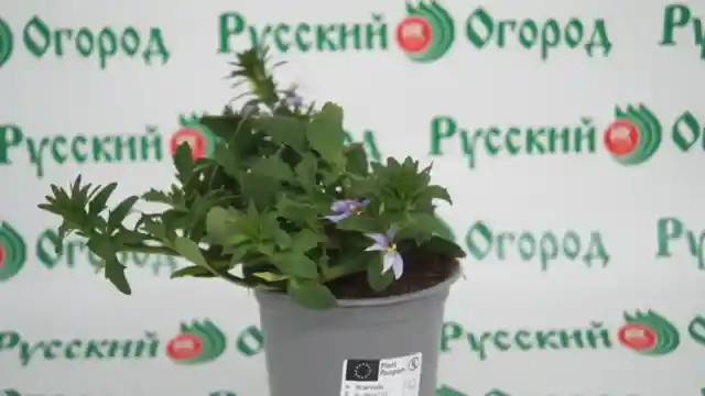 Стандарт поставки видео №1 Сцевола голубая