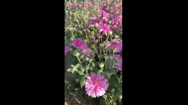 Стандарт поставки видео №1 Хризантема Хрусталинка