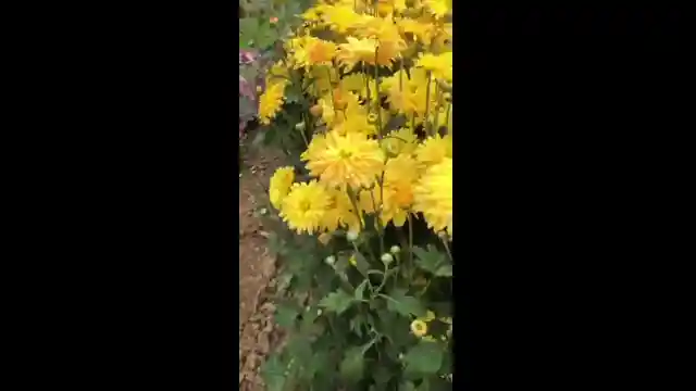 Стандарт поставки видео №1 Хризантема Золотые облака