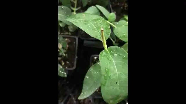 Стандарт поставки видео №1 Жимолость Медовая пчела