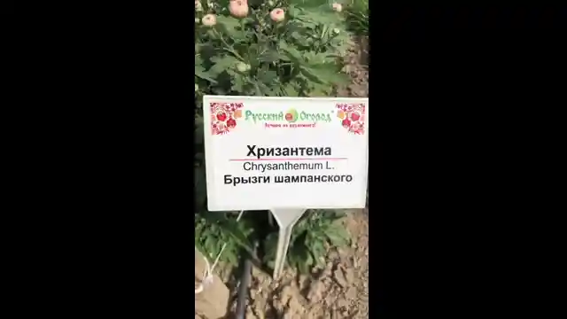 Стандарт поставки видео №1 Хризантема Брызги шампанского