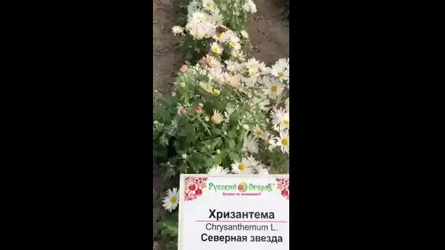 Стандарт поставки видео №1 Хризантема Северная звезда