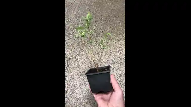 Стандарт поставки видео №2 Жимолость Синий Утес 