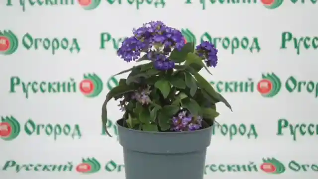 Стандарт поставки видео №1 Гелиотроп