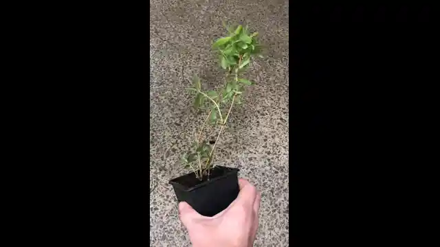 Стандарт поставки видео №1 Жимолость Мичуринское диво