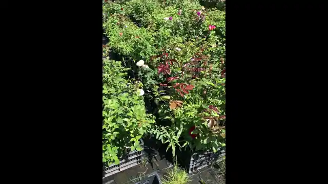 Стандарт поставки видео №1 Роза Микс (горшок 4л)