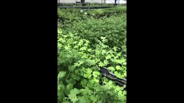 Стандарт поставки видео №1 Хризантема Кер де Лорен