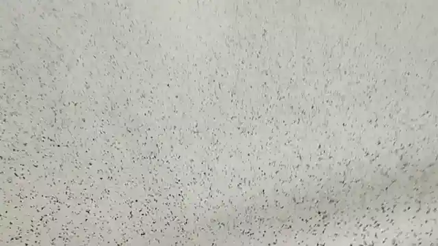 Посмотреть видео