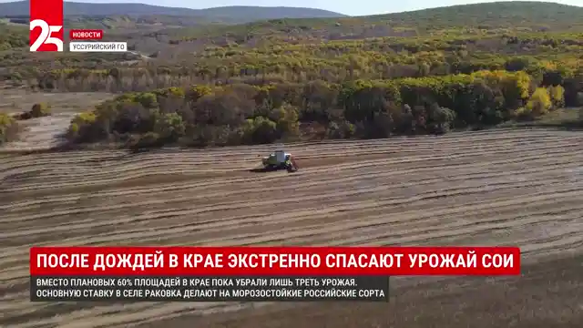 После дождей в крае экстренно спасают урожай сои