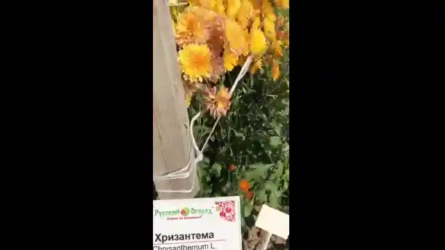 Стандарт поставки видео №1 Хризантема Румяный абрикос