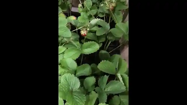 Стандарт поставки видео №1 Земляника Румба