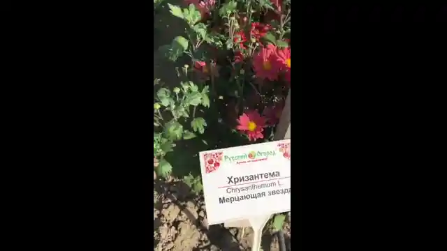 Стандарт поставки видео №1 Хризантема Мерцающая звезда