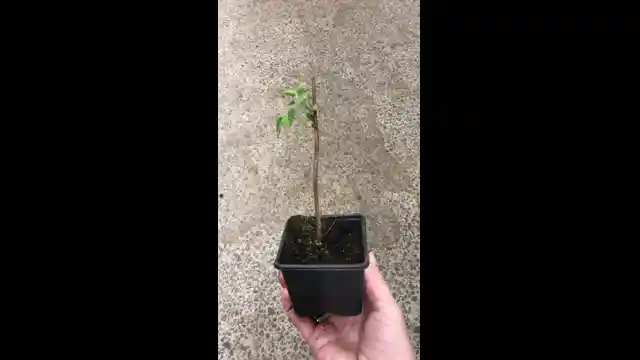 Стандарт поставки видео №1 Малина Кримсон Найт
