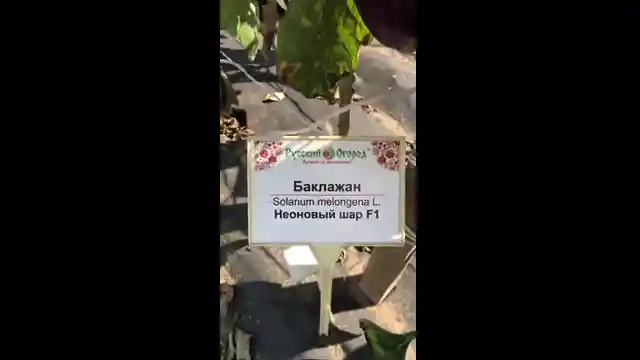 Стандарт поставки видео №1 Баклажан F1 Неоновый шар