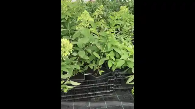Стандарт поставки видео №1 Гортензия метельчатая Даймонд Руж (Красный бриллиант) (горшок 4л)