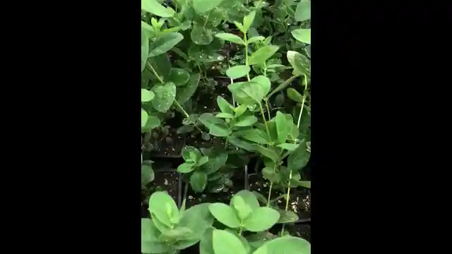 Стандарт поставки видео №1 Жимолость Сердце Гиганта