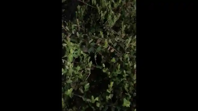 Стандарт поставки видео №1 Клюква Стивенс