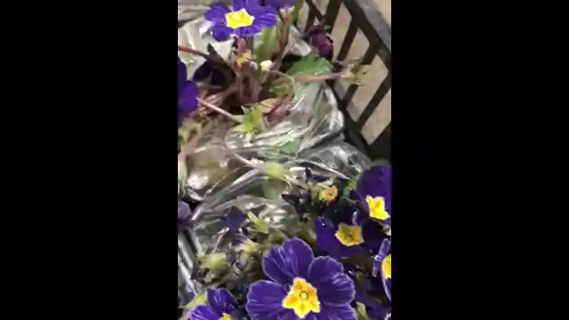 Стандарт поставки видео №1 Примула Синяя зебра