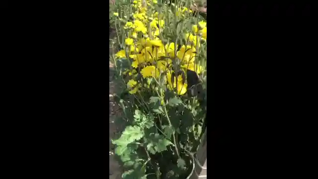 Стандарт поставки видео №1 Хризантема Золотые купола
