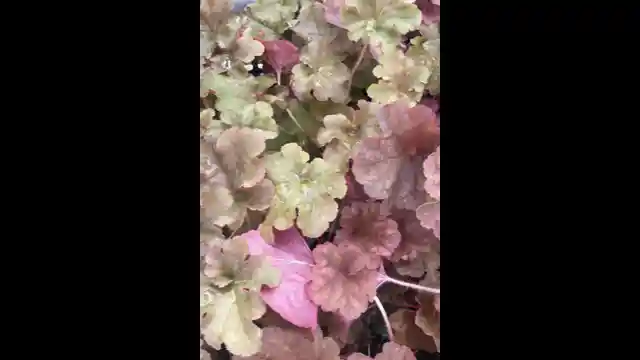 Стандарт поставки видео №1 Гейхера Блэк Таффета