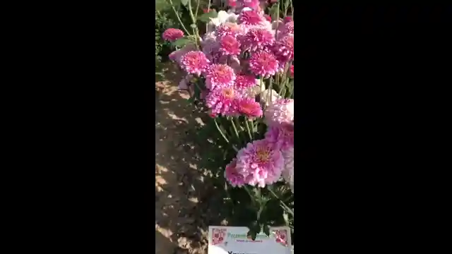 Стандарт поставки видео №1 Хризантема Столичная