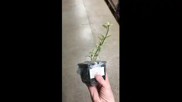 Стандарт поставки видео №1 Будлея Ройял Ред