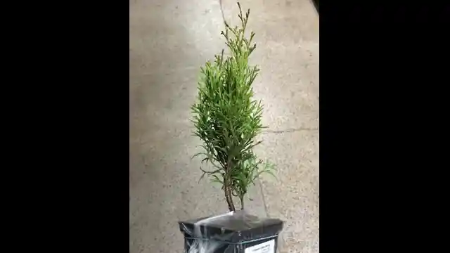 Стандарт поставки видео №1 Туя западная Смарагд Витбонт