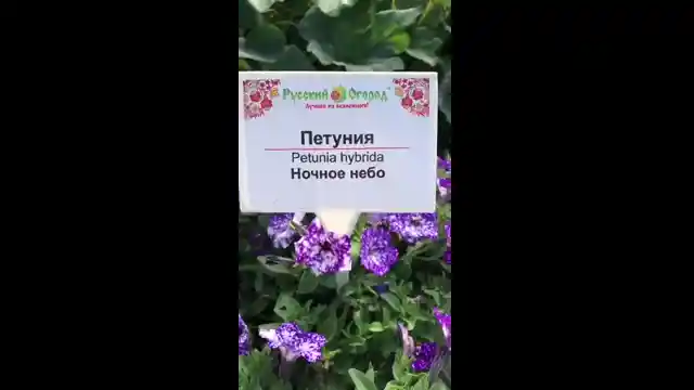 Стандарт поставки видео №1 Петуния Ночное небо