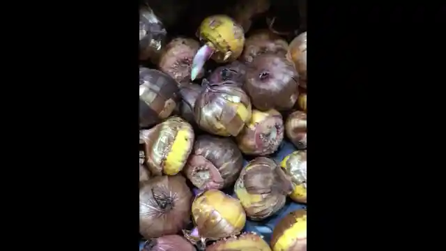 Стандарт поставки видео №1 Гладиолус И вновь Малика