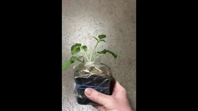Стандарт поставки видео №1 Малина Глен Ди