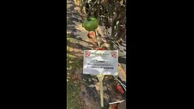 Стандарт поставки видео №1 Томат Славянский шедевр